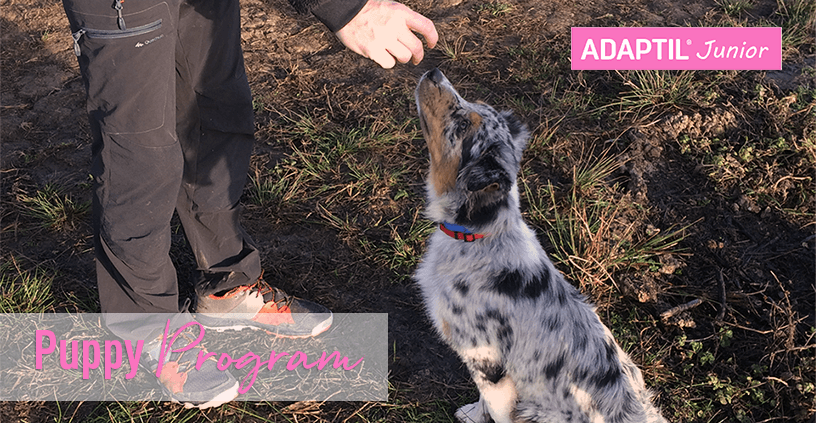 4 Tips and Techniques For Positive Puppy Training | ADAPTIL