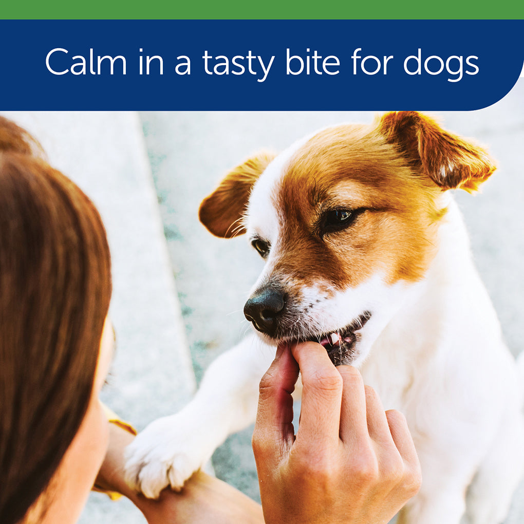 ADAPTIL Chew | Dog Calming Treats | Shop Online