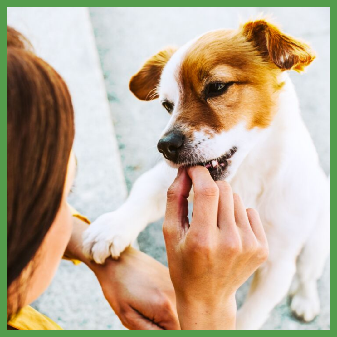 ADAPTIL Calm | Dog Calming Plug-In Diffuser